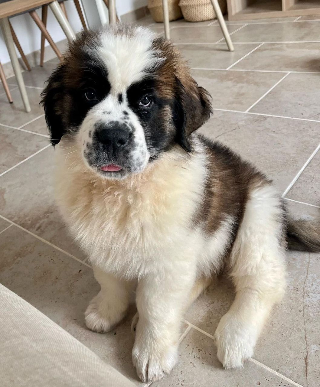 Available Puppies - King Saint Bernard