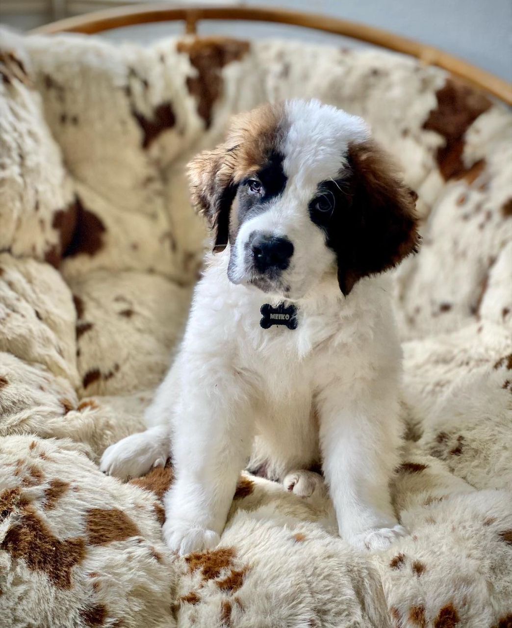 Available Puppies - King Saint Bernard