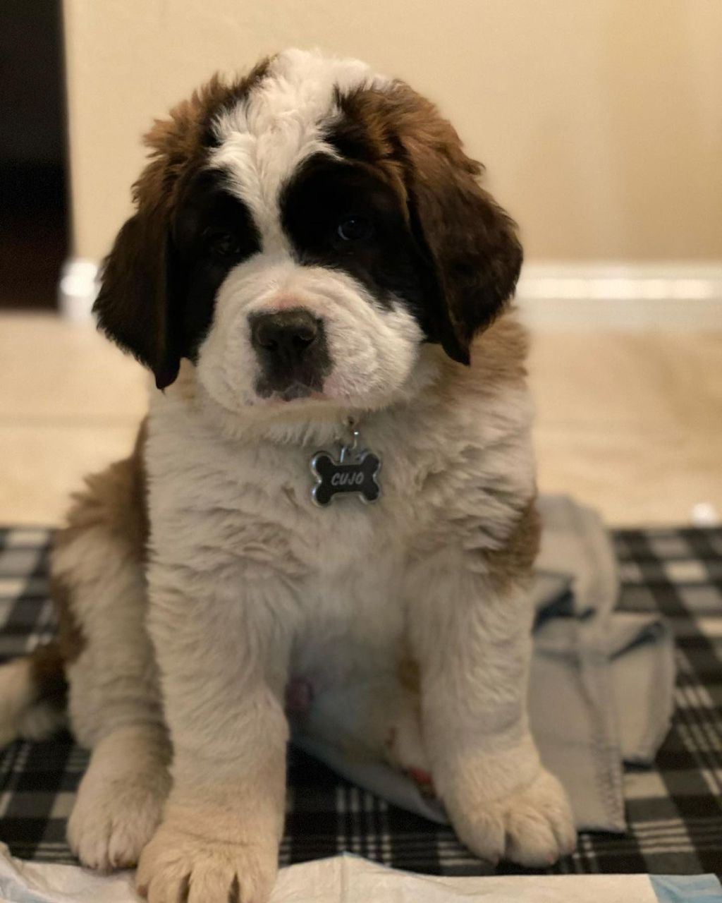 Available Puppies - King Saint Bernard